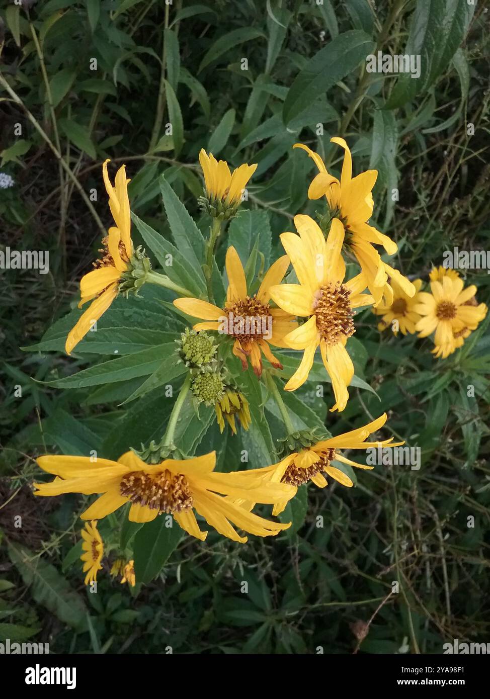 sawtooth sunflower (Helianthus grosseserratus) Plantae Stock Photo - Alamy