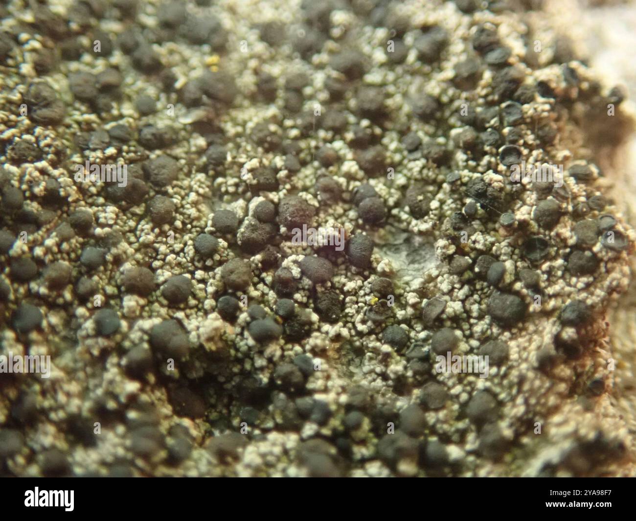 common lichens (Lecanoromycetes) Fungi Stock Photo - Alamy