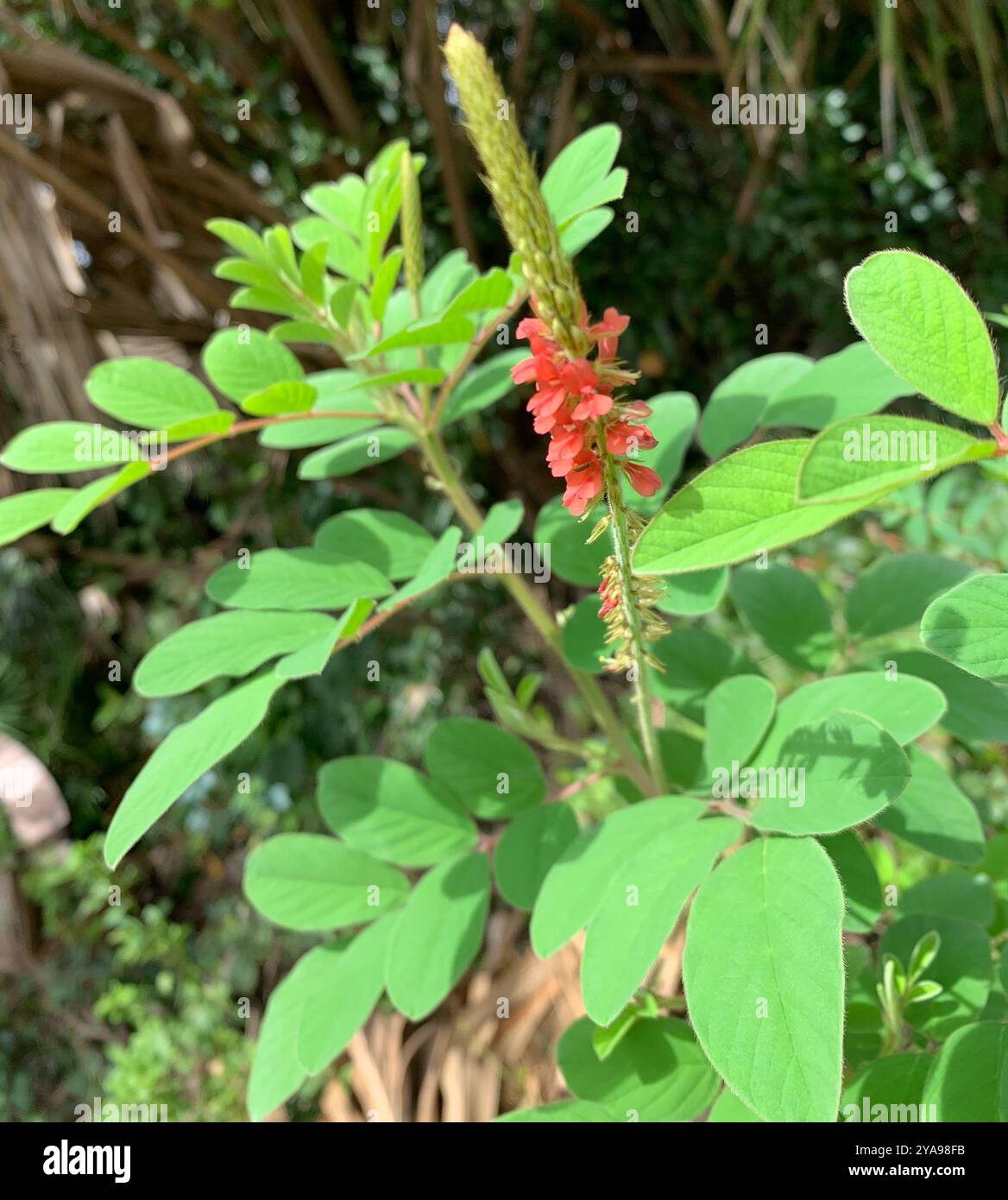 Hairy indigo indigofera hirsuta hi-res stock photography and images - Alamy