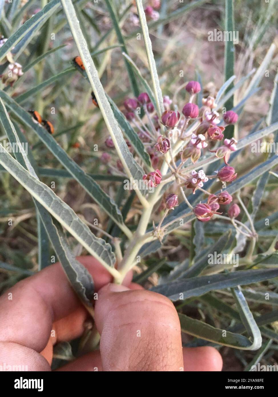 bract milkweed (Asclepias brachystephana) Plantae Stock Photo - Alamy