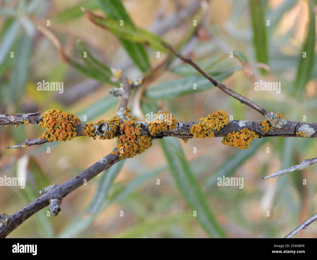 Pin-cushion Sunburst Lichen (Polycauliona polycarpa) Fungi Stock Photo ...