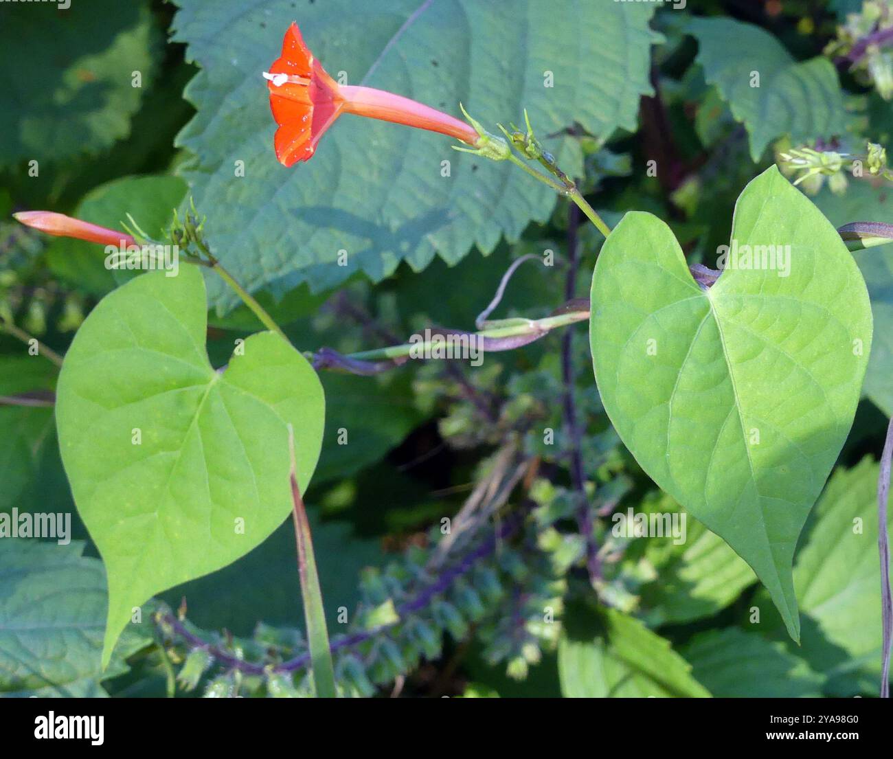 red morning glory (Ipomoea coccinea) Plantae Stock Photo - Alamy
