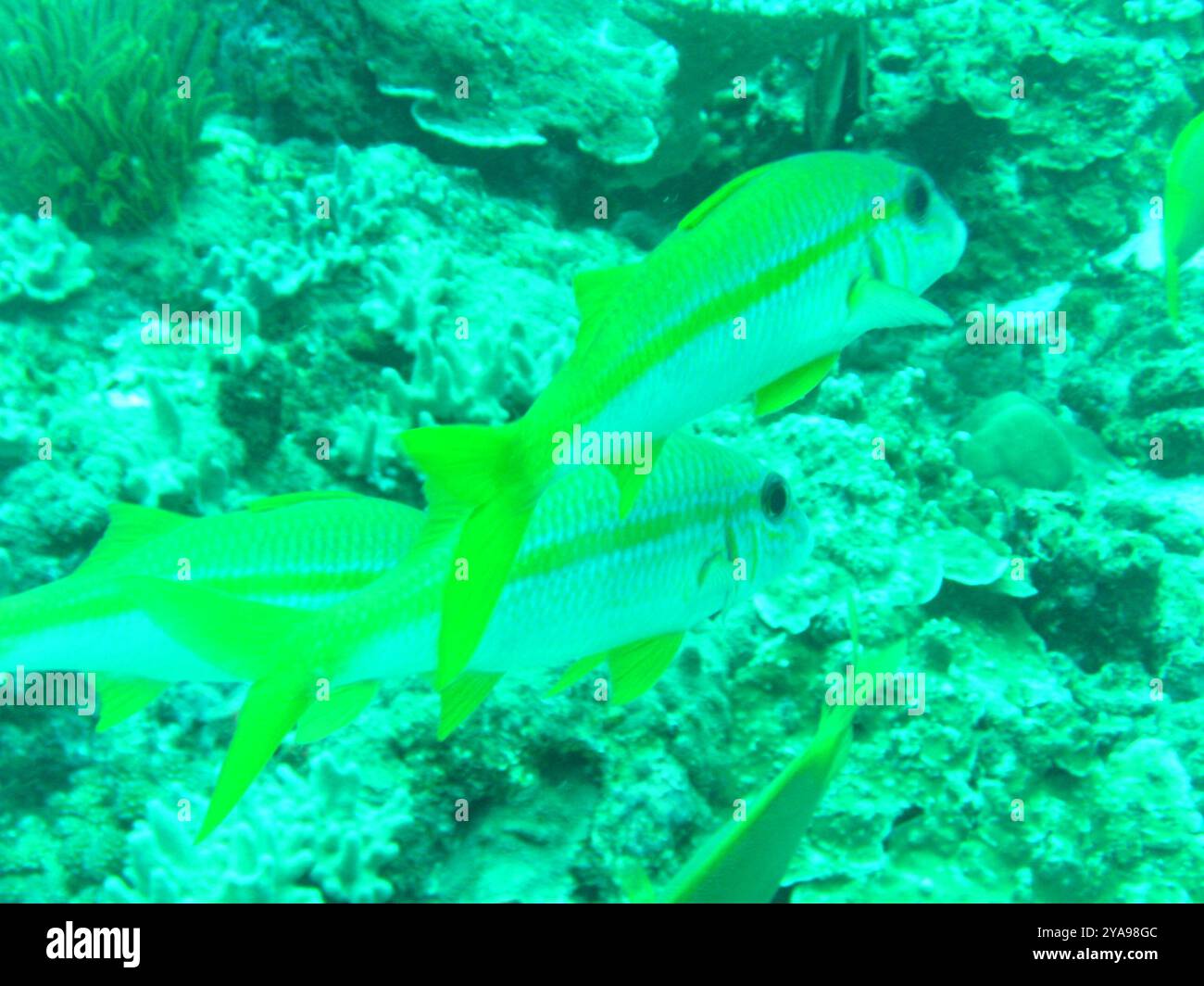Yellowfin Goatfish (Mulloidichthys vanicolensis) Actinopterygii Stock ...