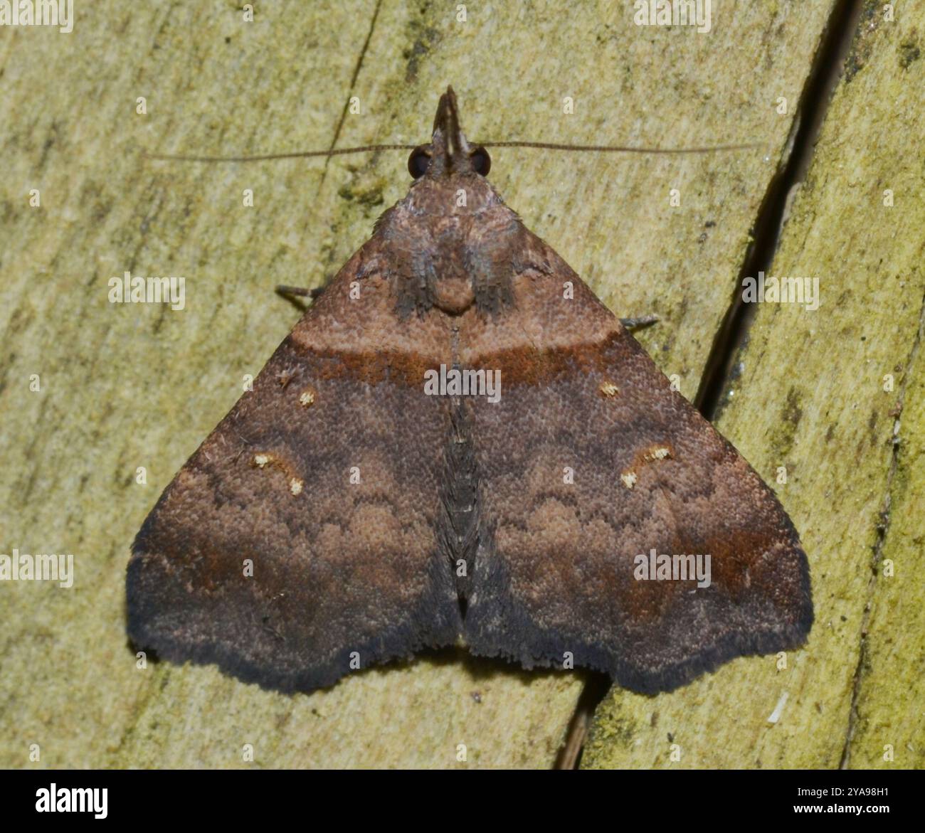 Ambiguous Moth (Lascoria ambigualis) Insecta Stock Photo - Alamy