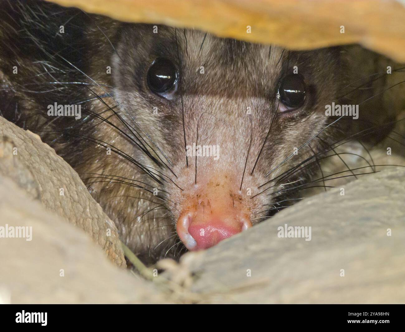 Southern Opossum (Didelphis marsupialis) Mammalia Stock Photo - Alamy