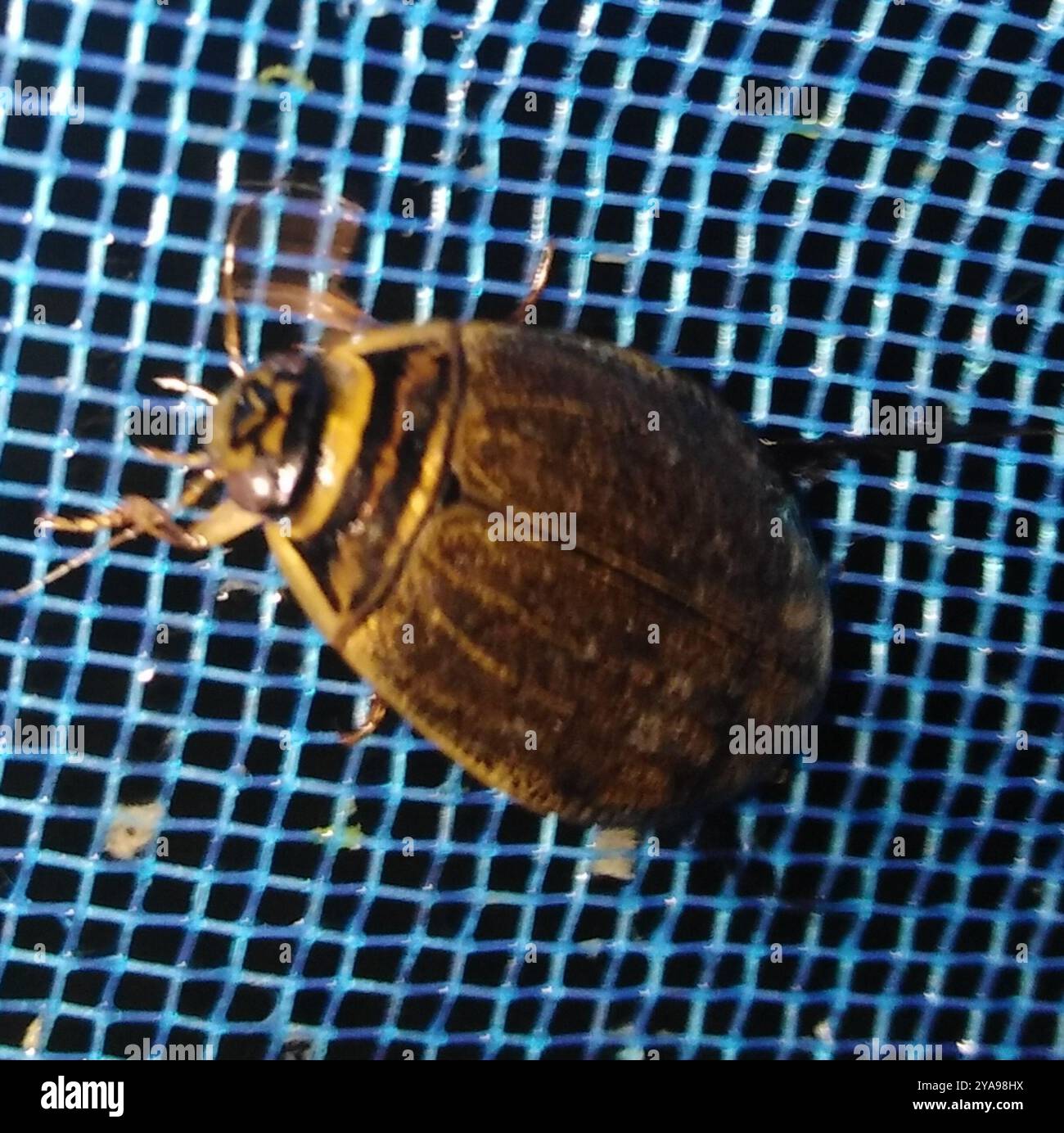 Lesser Diving-beetle (Acilius sulcatus) Insecta Stock Photo - Alamy