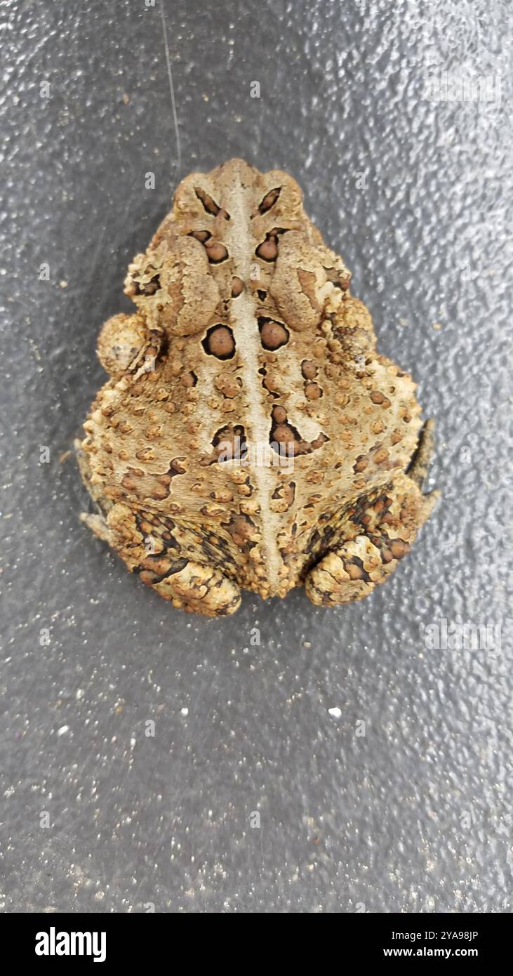 Eastern American Toad (Anaxyrus americanus americanus) Amphibia Stock ...