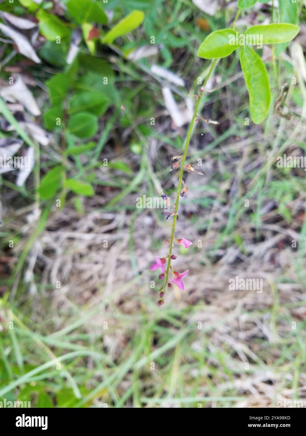 creeping beggarweed (Desmodium incanum) Plantae Stock Photo - Alamy