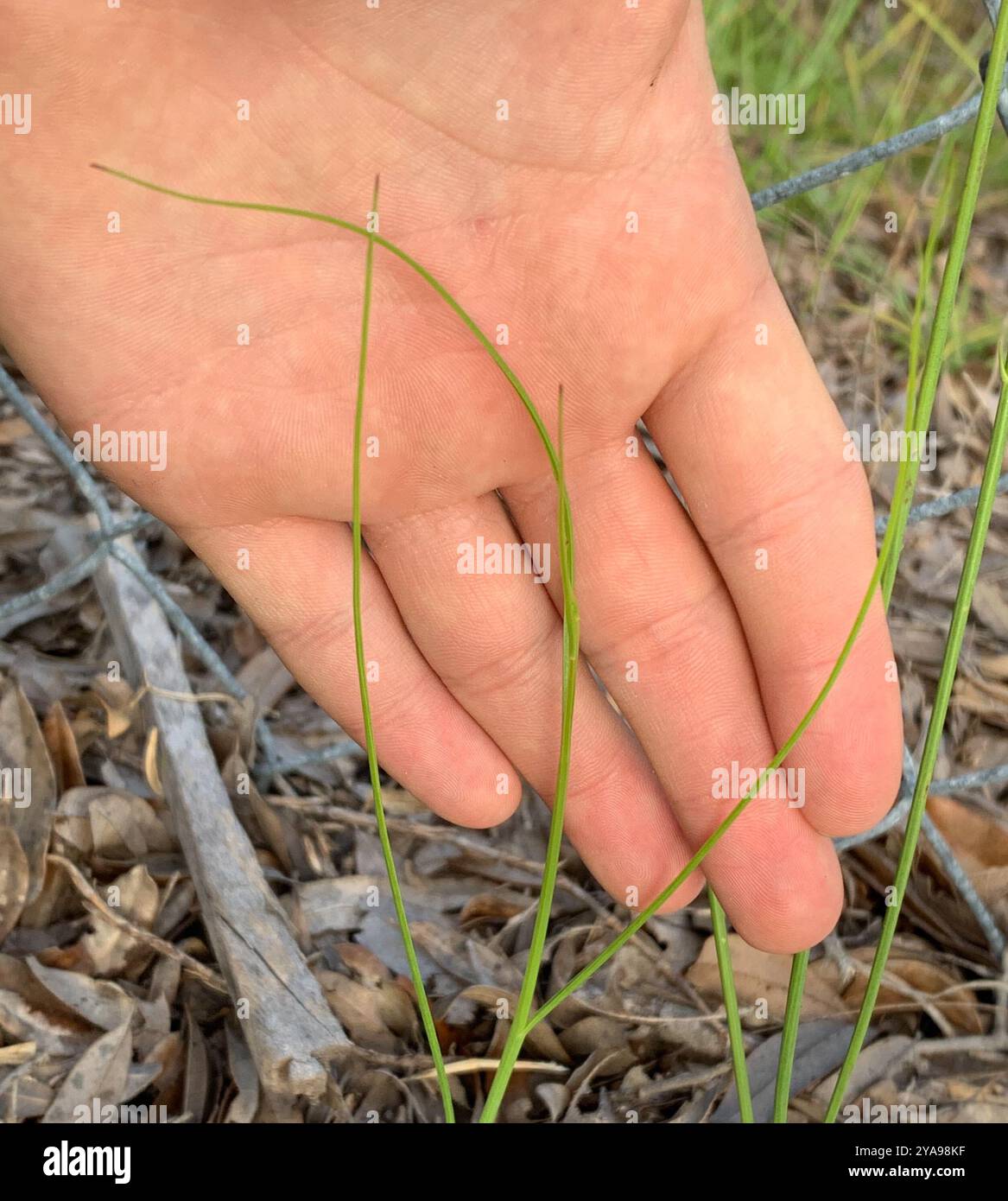 rose rush (Lygodesmia aphylla) Plantae Stock Photo - Alamy
