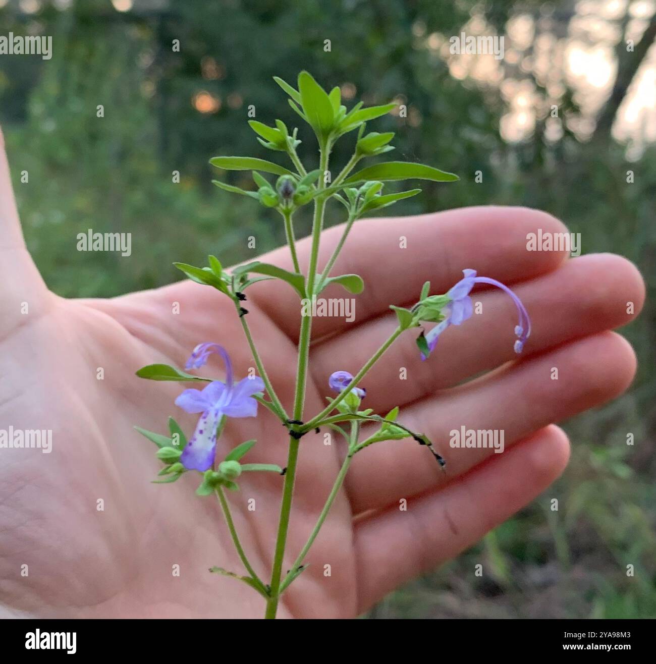 Blue Curls (Trichostema dichotomum) Plantae Stock Photo - Alamy