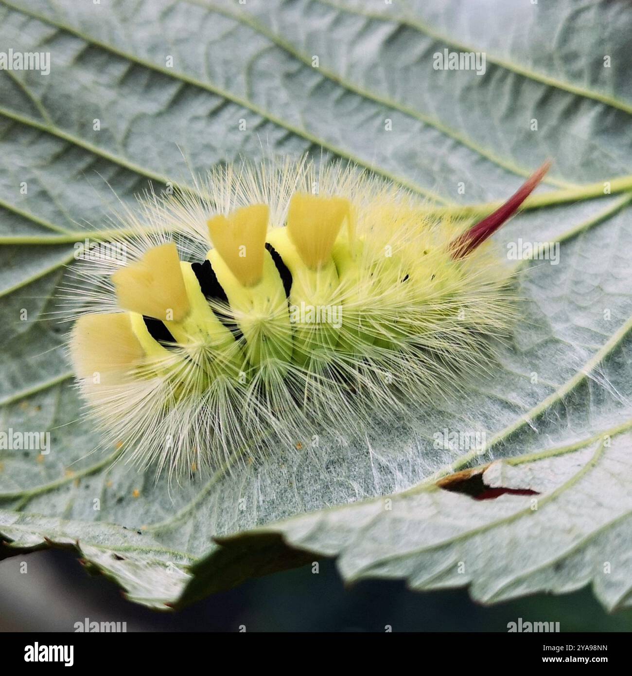 Pale Tussock Moth (Calliteara pudibunda) Insecta Stock Photo - Alamy