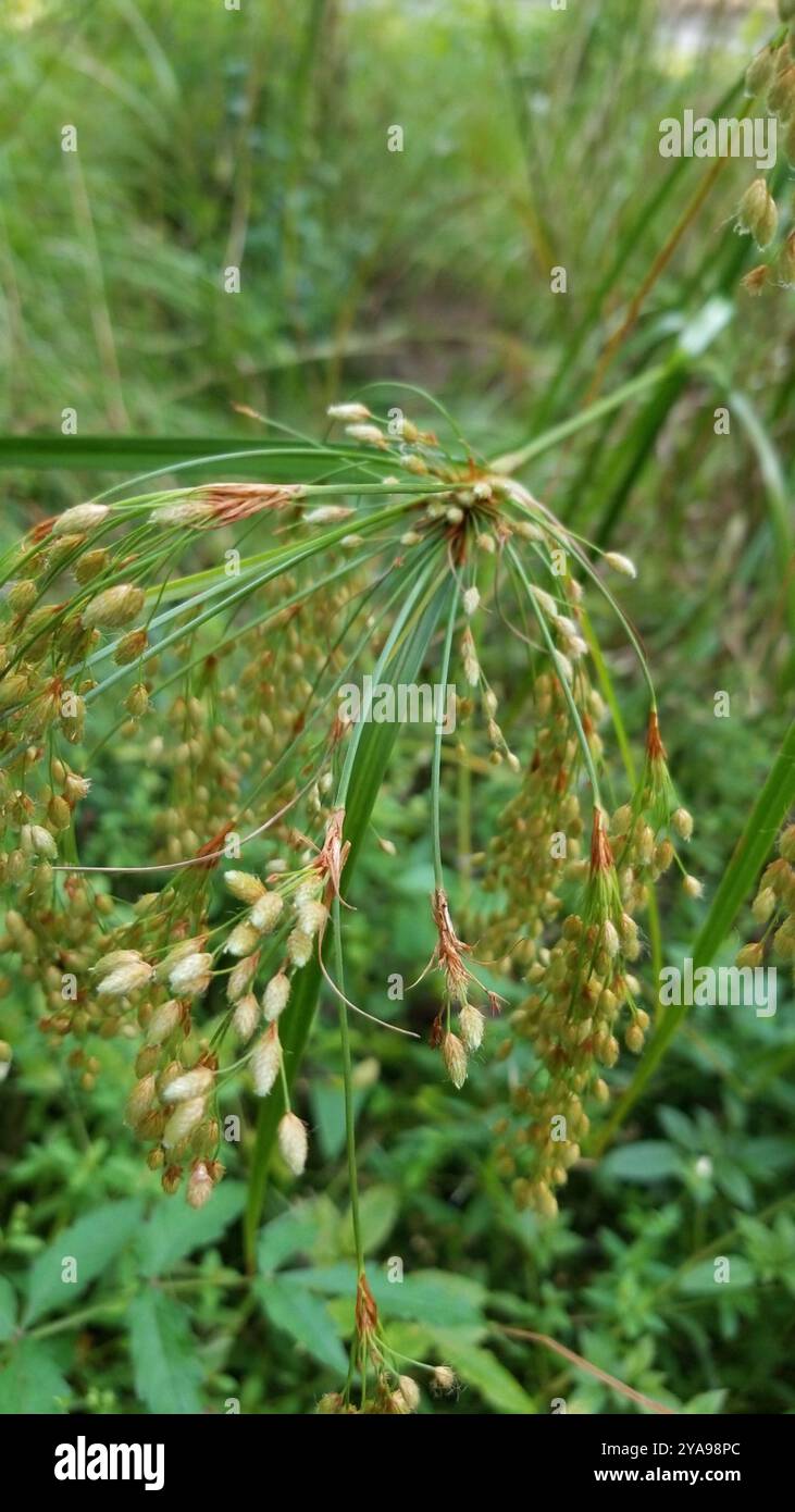 woolgrass (Scirpus cyperinus) Plantae Stock Photo - Alamy