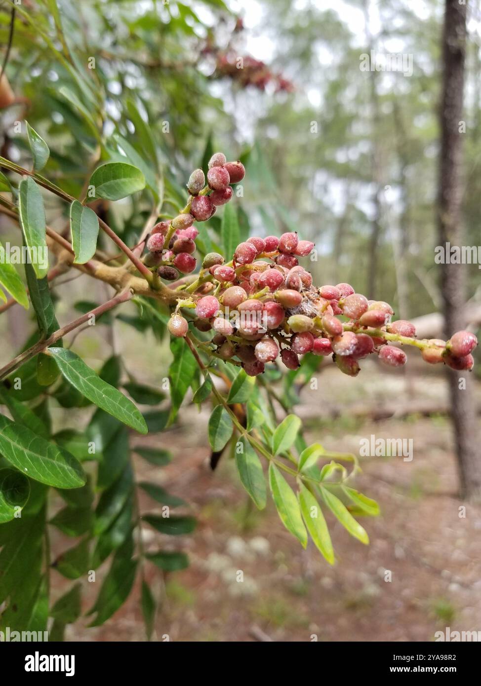 shining sumac (Rhus copallinum) Plantae Stock Photo - Alamy