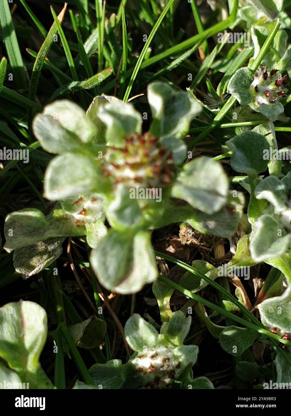 Spoon Leaved Cudweed (Stuartina muelleri) Plantae Stock Photo - Alamy