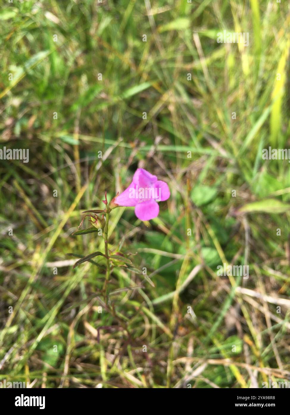 Small-flower False Foxglove (Agalinis purpurea parviflora) Plantae ...