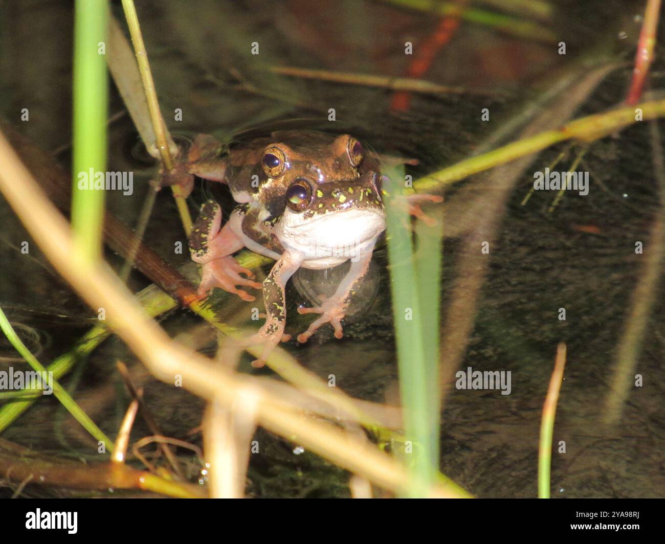 Painted Reed Frog (Hyperolius marmoratus) Amphibia Stock Photo - Alamy