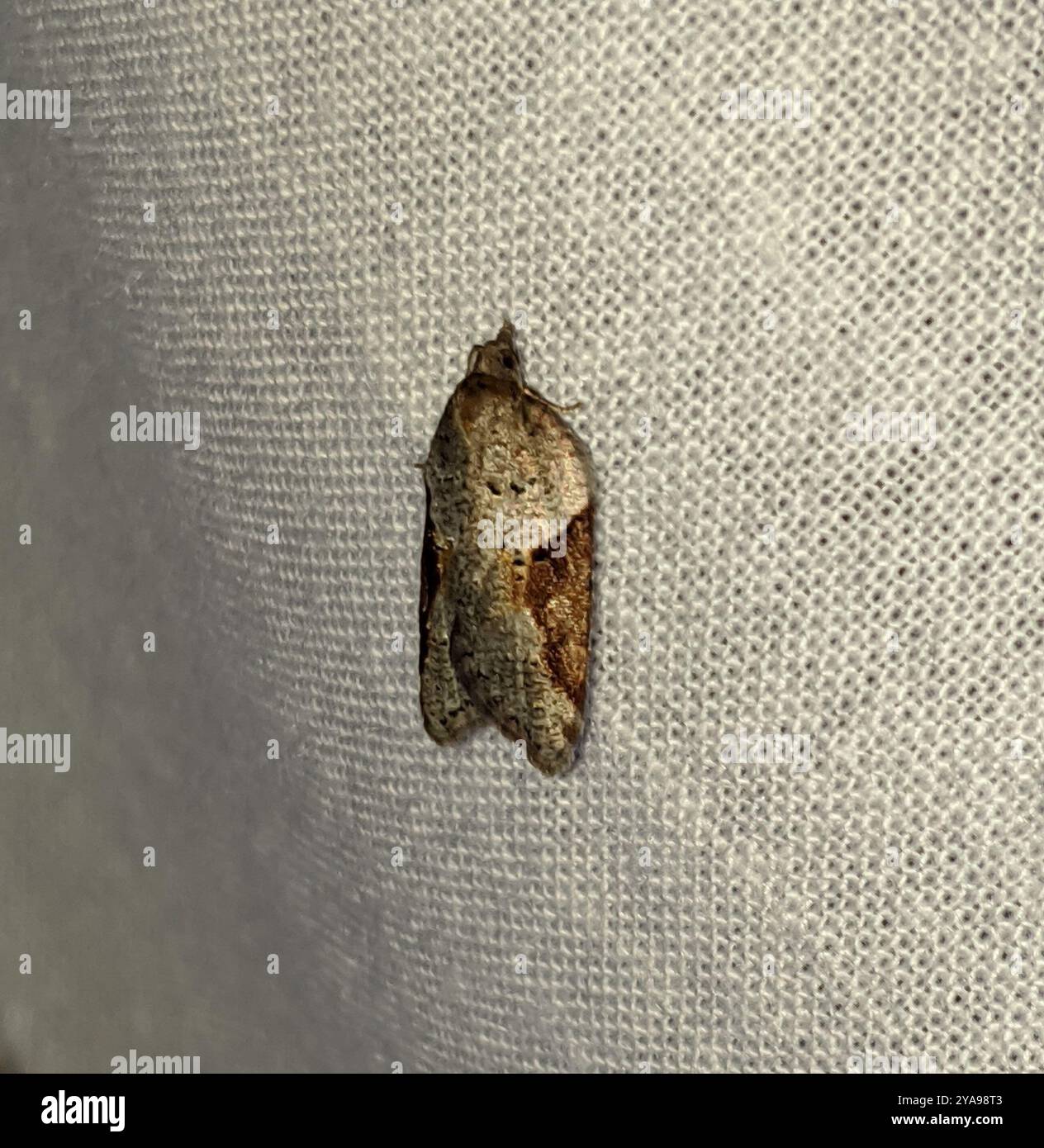 MacDunnough's Acleris (Acleris macdunnoughi) Insecta Stock Photo - Alamy
