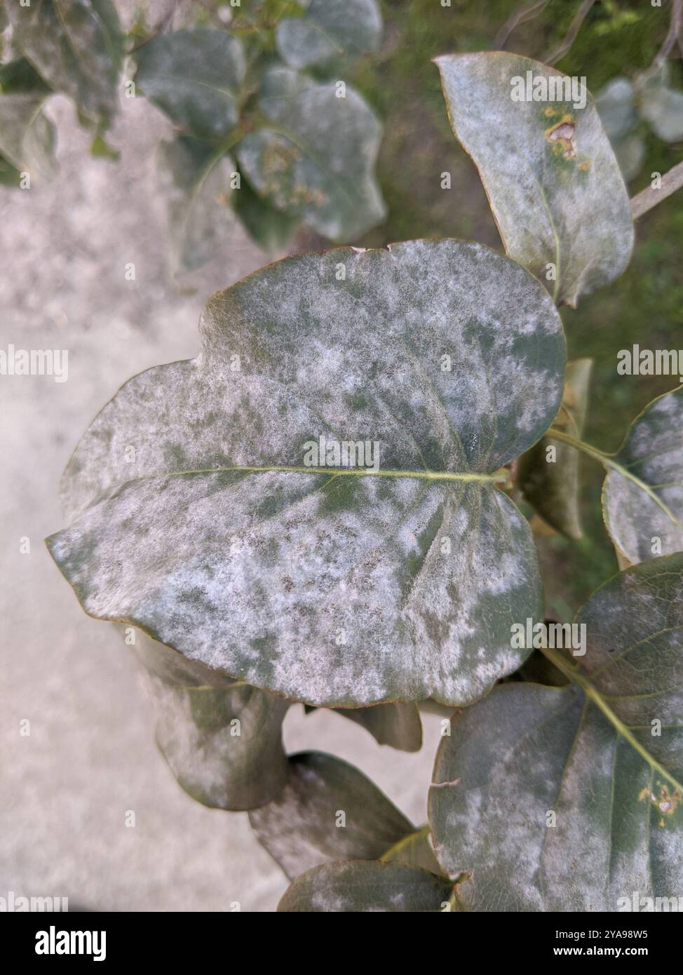 Lilac Powdery Mildew (Erysiphe syringae) Fungi Stock Photo - Alamy