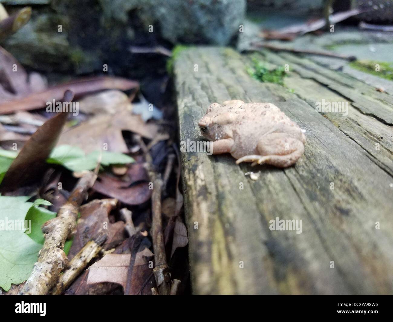 American Toad (Anaxyrus americanus) Amphibia Stock Photo - Alamy
