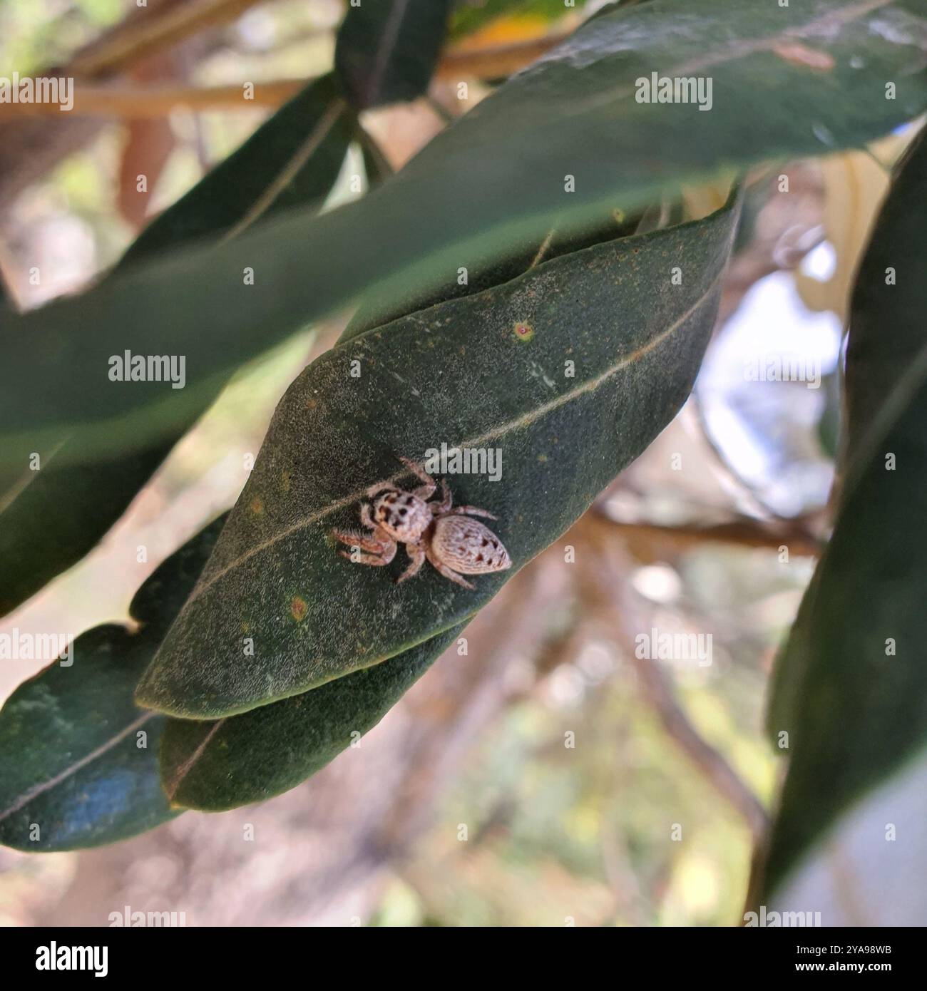 Garden Jumping Spiders (Opisthoncus) Arachnida Stock Photo - Alamy