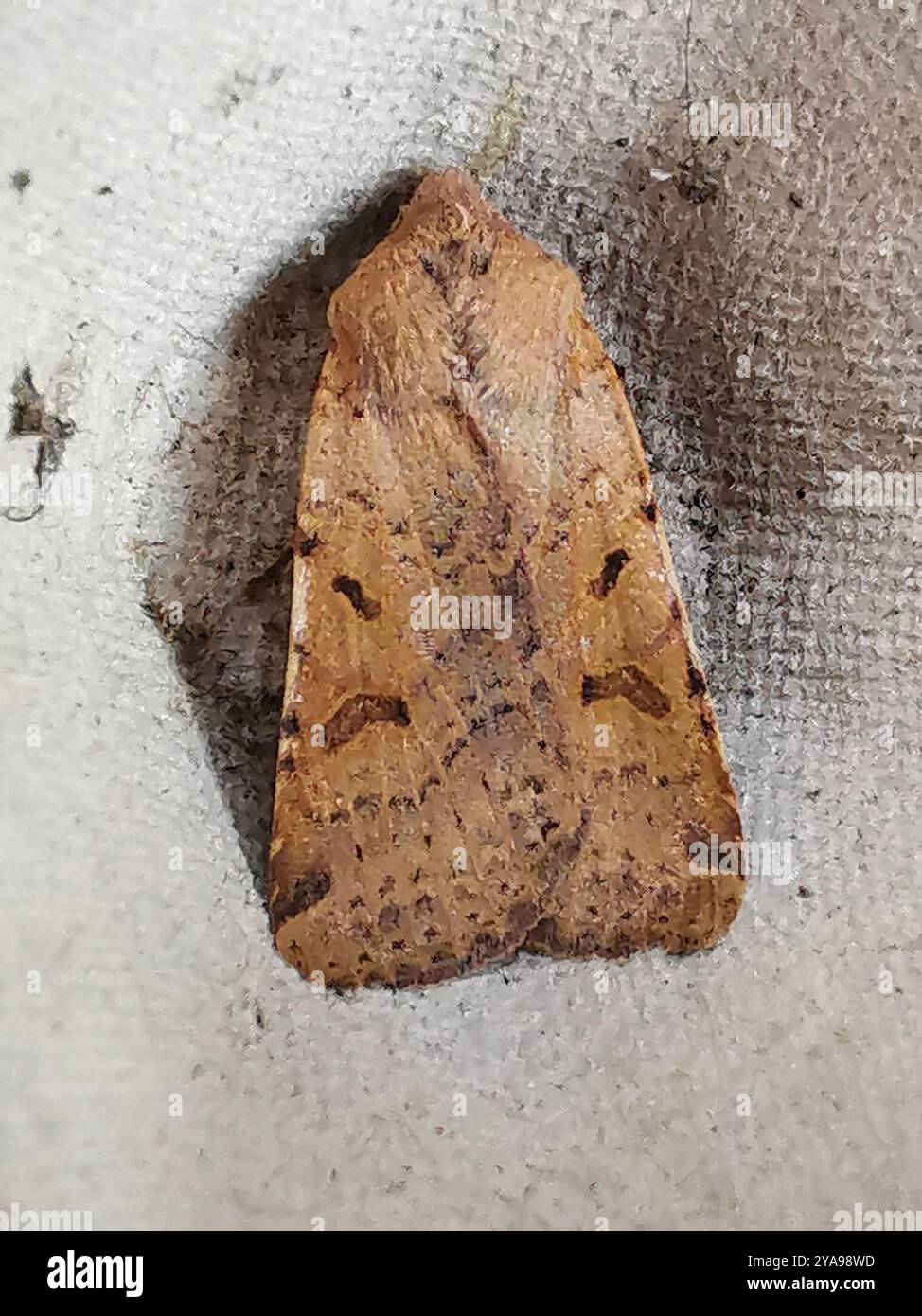 Beaded Chestnut (Agrochola lychnidis) Insecta Stock Photo - Alamy