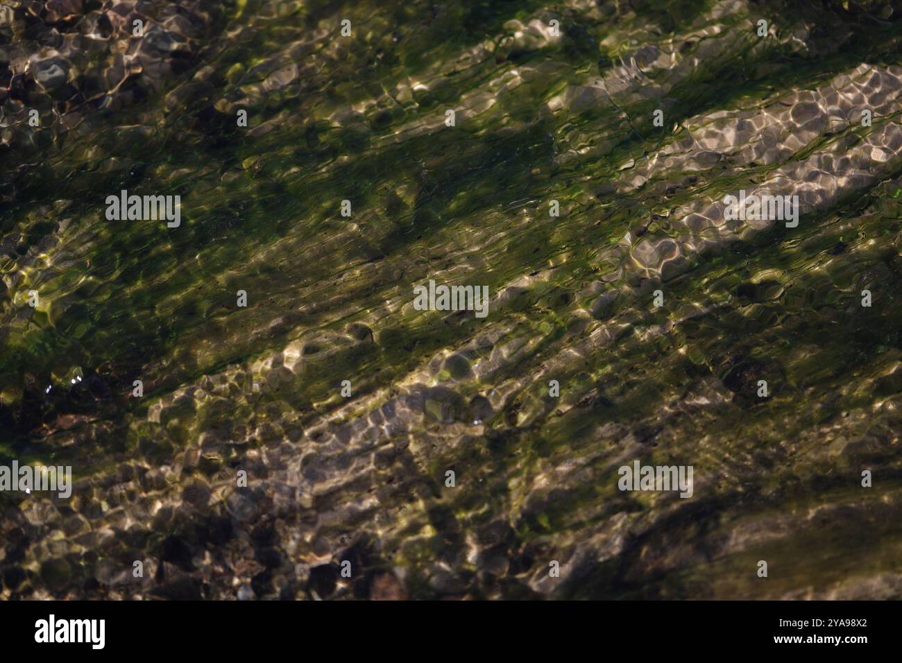 green algae (Chlorophyta) Plantae Stock Photo - Alamy