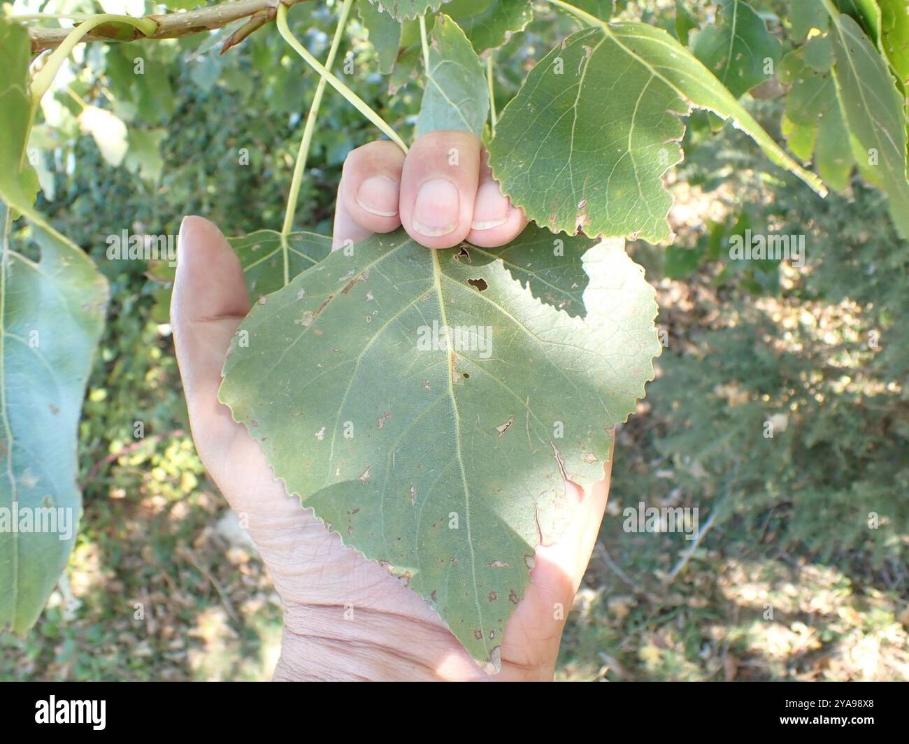 Hybrid Black-poplar (Populus × canadensis) Plantae Stock Photo - Alamy