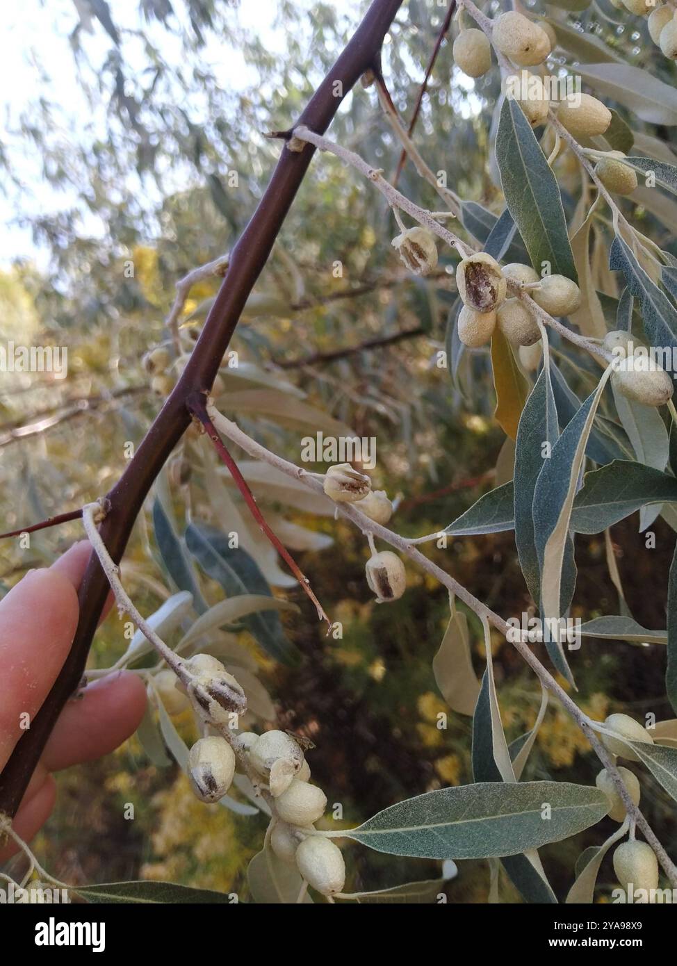 Russian olive (Elaeagnus angustifolia) Plantae Stock Photo - Alamy