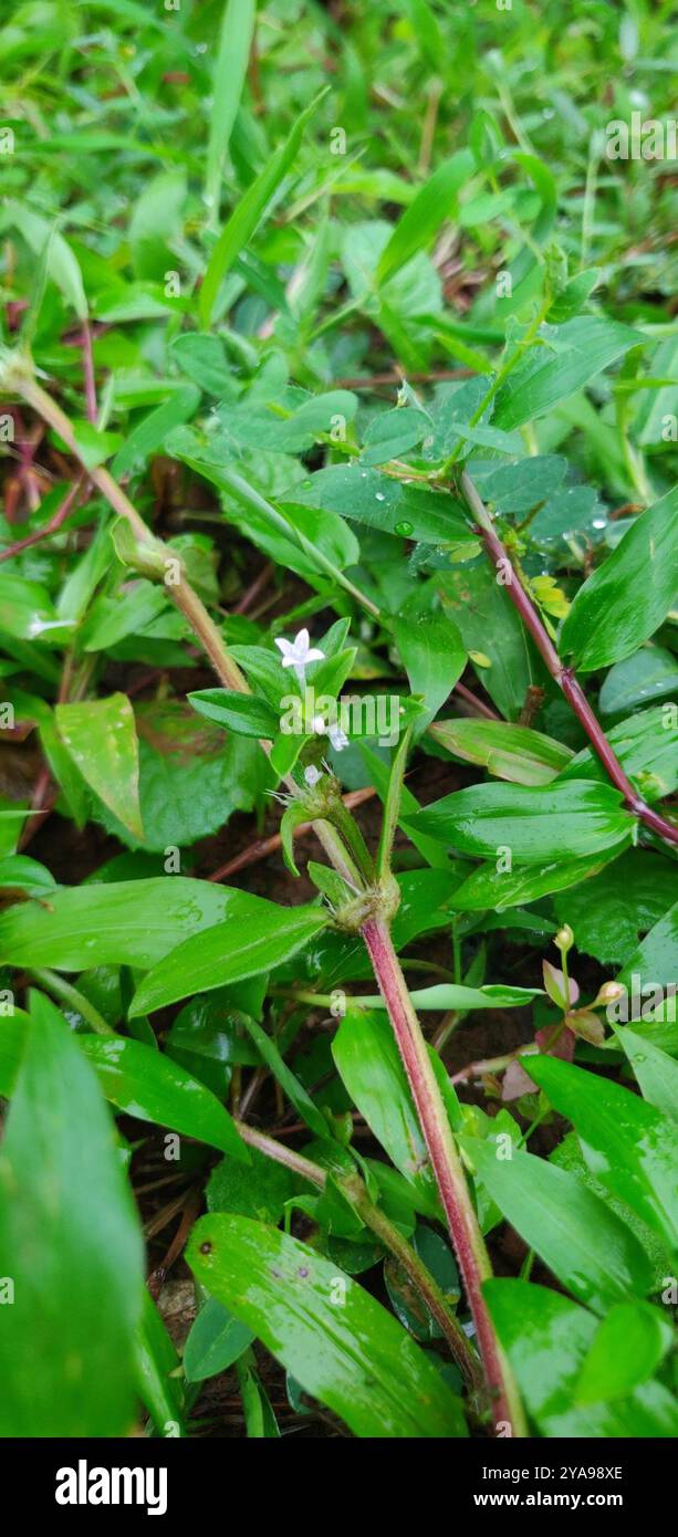 Jointed Buttonweed (Spermacoce articularis) Plantae Stock Photo - Alamy