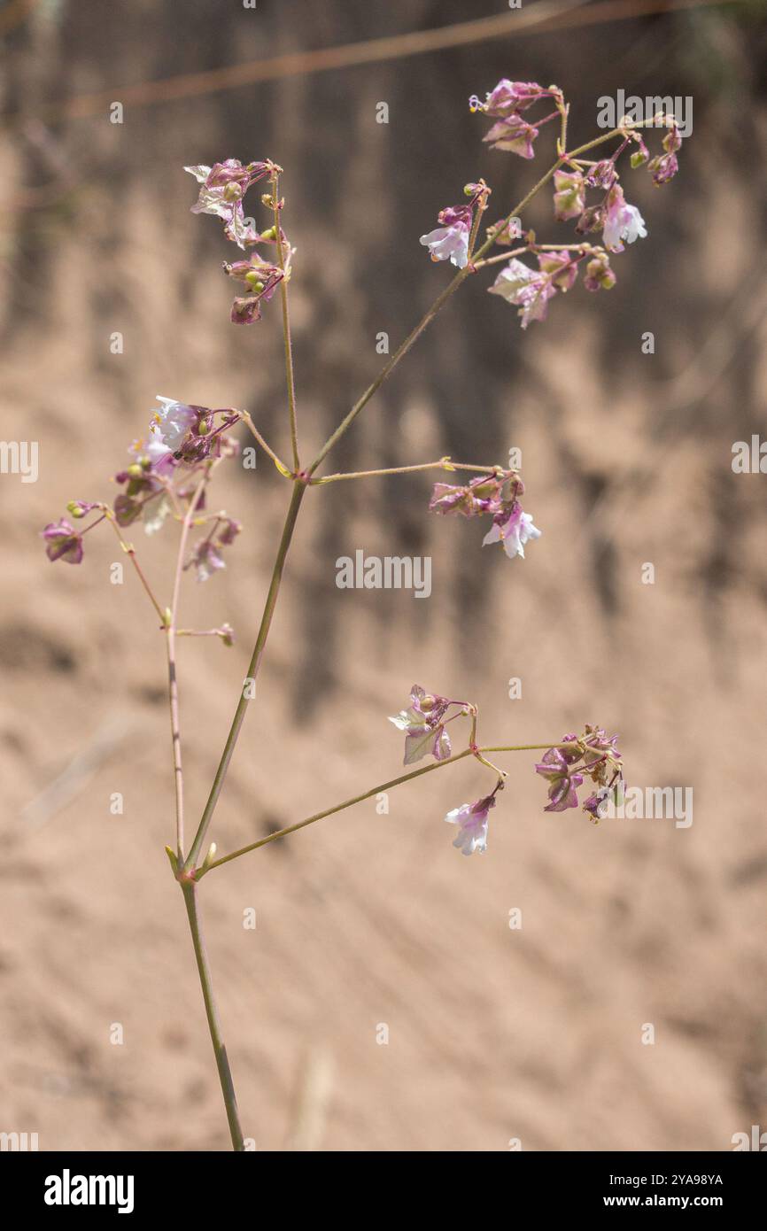 Narrowleaf Four o'Clock (Mirabilis linearis) Plantae Stock Photo - Alamy