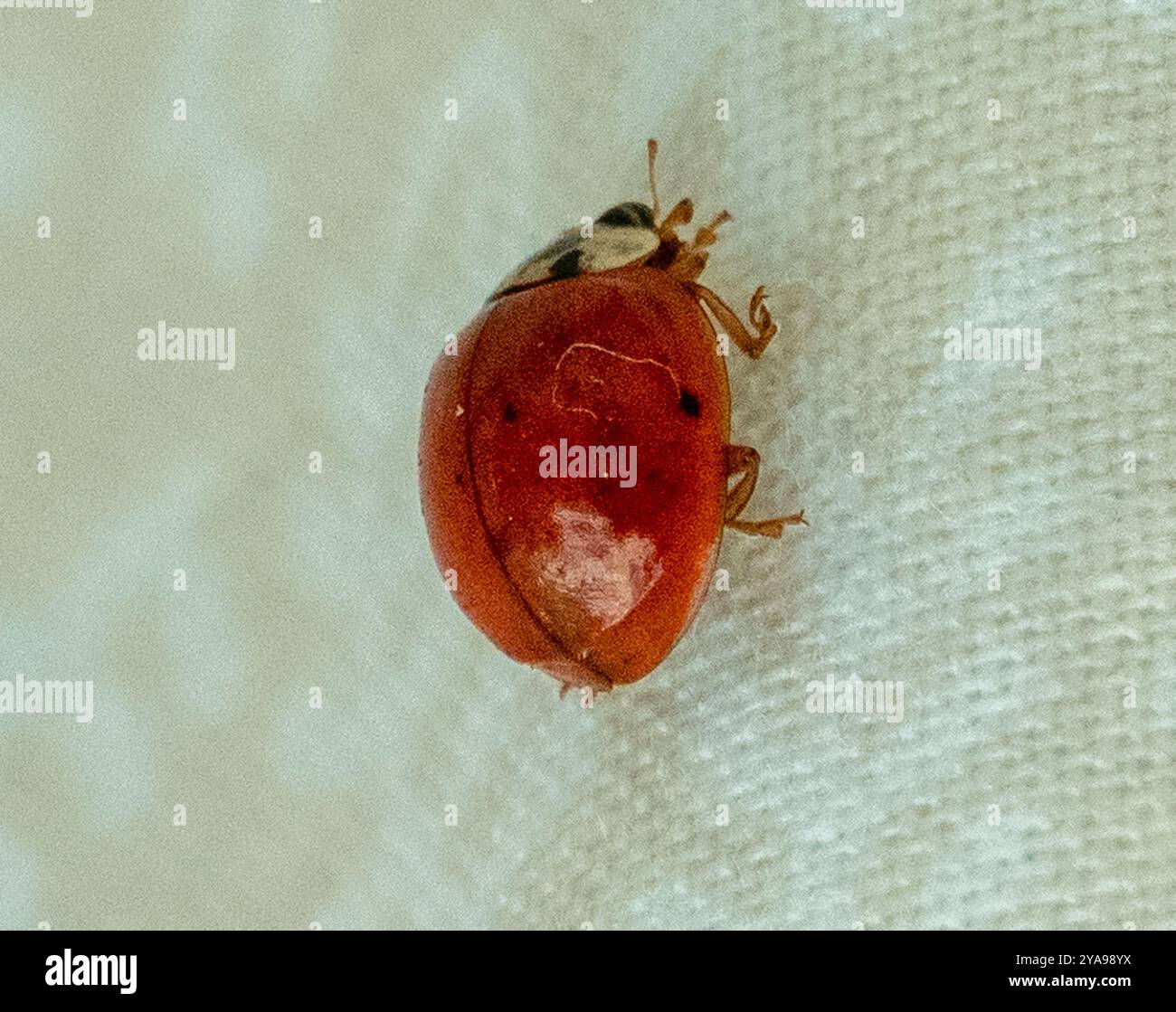Asian Lady Beetle (Harmonia axyridis) Insecta Stock Photo - Alamy