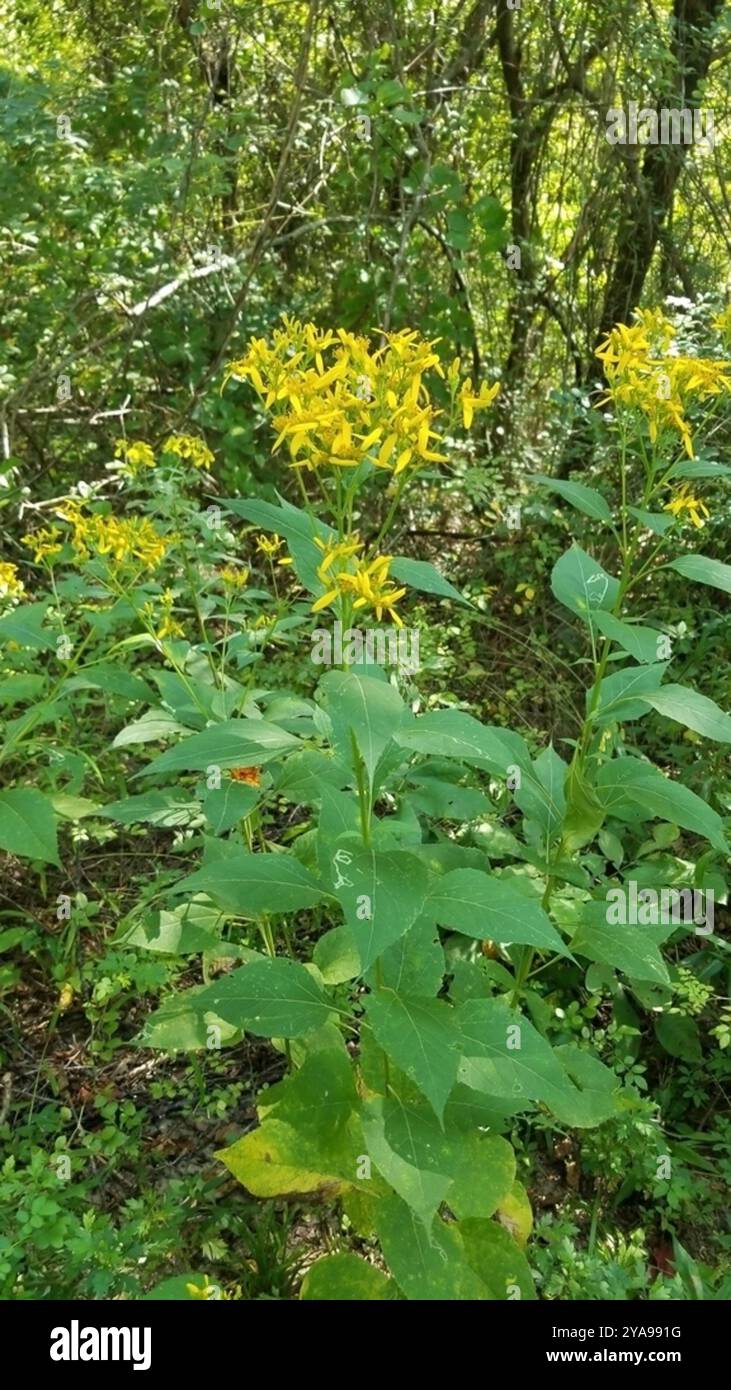 Yellow Crownbeard (Verbesina occidentalis) Plantae Stock Photo - Alamy