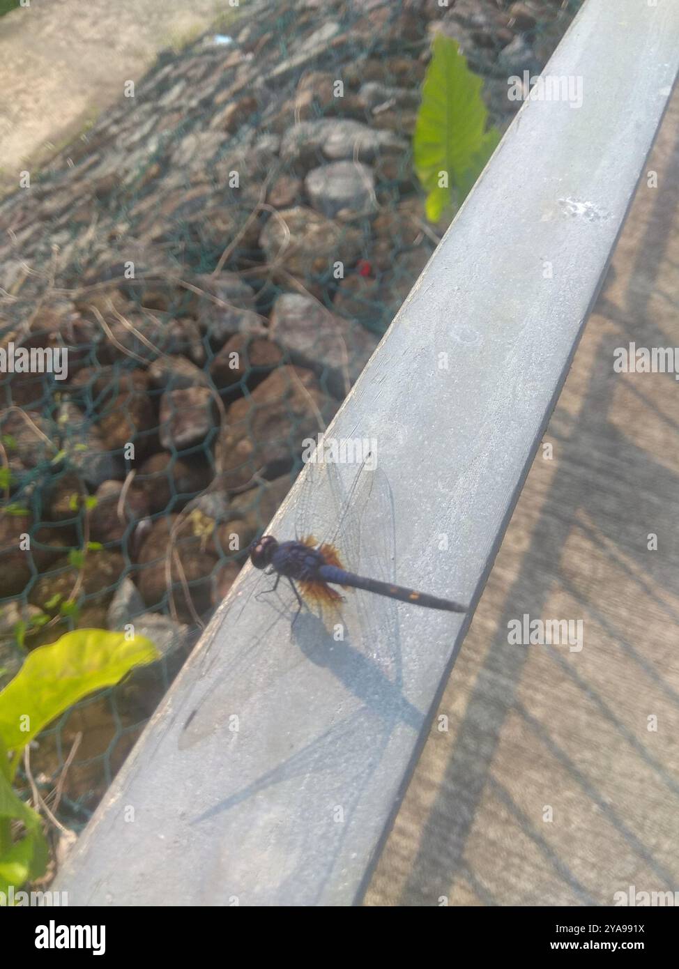 Indigo Dropwing (Trithemis festiva) Insecta Stock Photo - Alamy