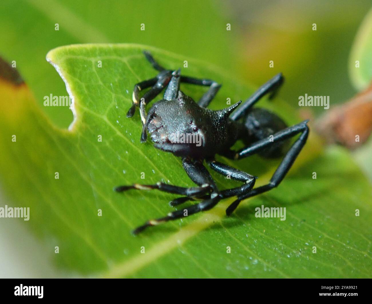 Turtle Ant-mimicking Crab Spider (Aphantochilus rogersi) Arachnida ...