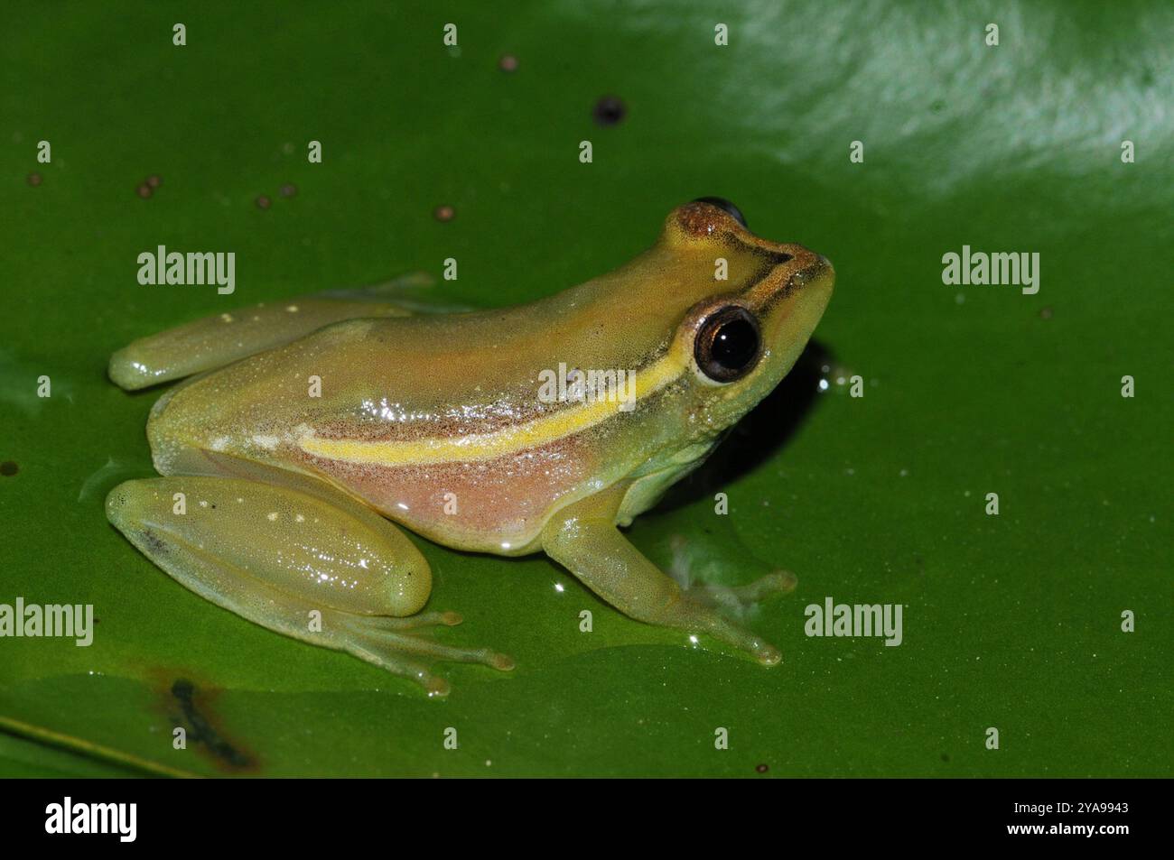 argus reed frog (Hyperolius argus) Amphibia Stock Photo - Alamy