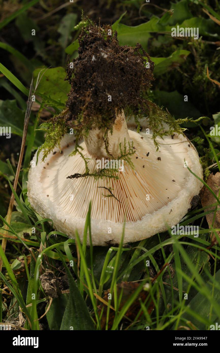 Downy milk cap (Lactarius pubescens) Fungi Stock Photo - Alamy
