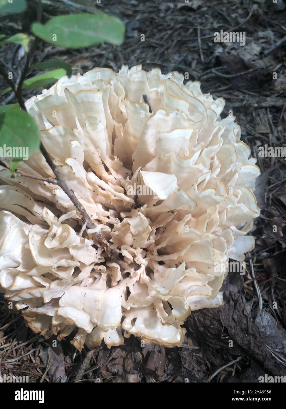 Eastern cauliflower mushroom (Sparassis spathulata) Fungi Stock Photo ...