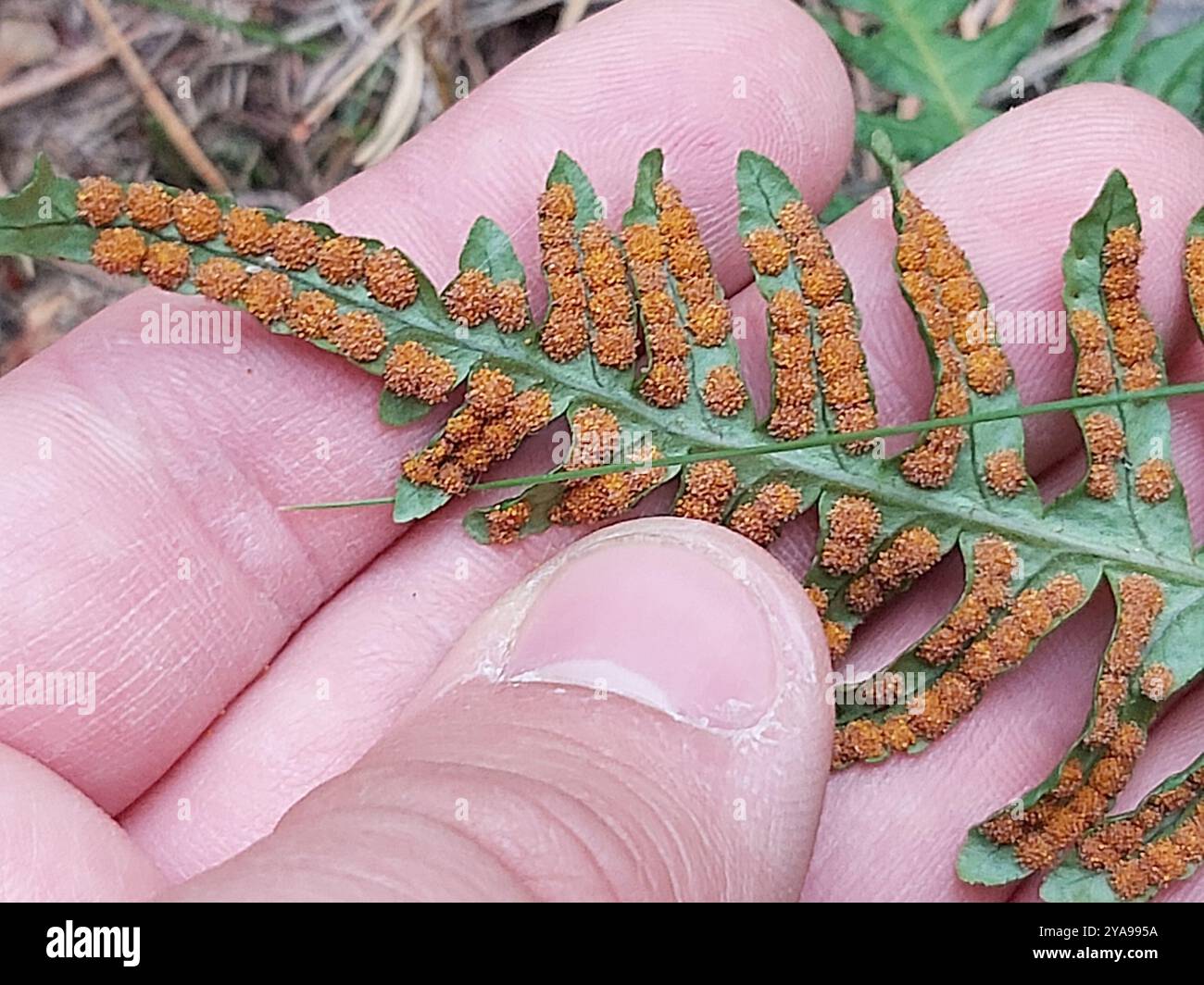 common polypody (Polypodium vulgare) Plantae Stock Photo - Alamy