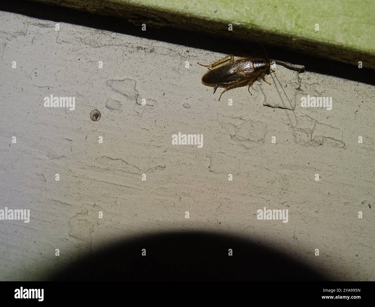 Asian Cockroach (Blattella asahinai) Insecta Stock Photo - Alamy