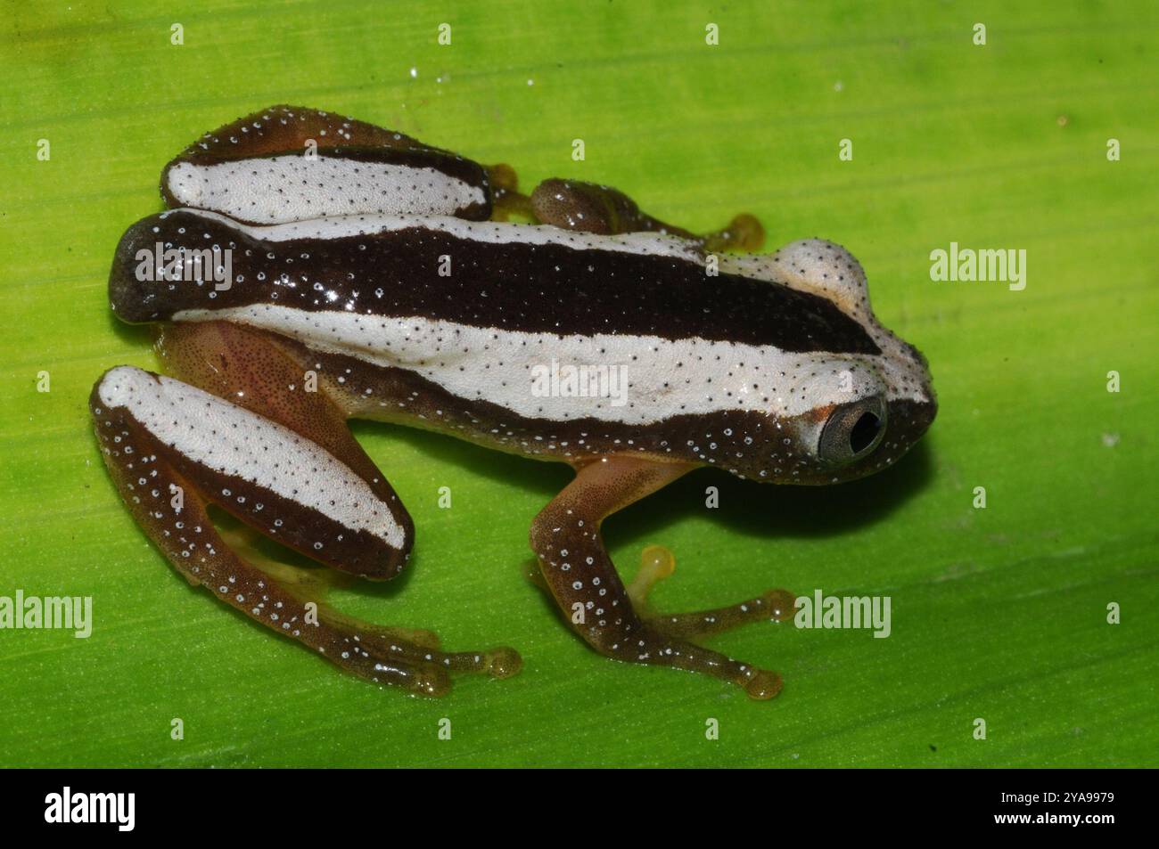 Fornasini's Spiny Reed Frog (Afrixalus fornasini) Amphibia Stock Photo ...