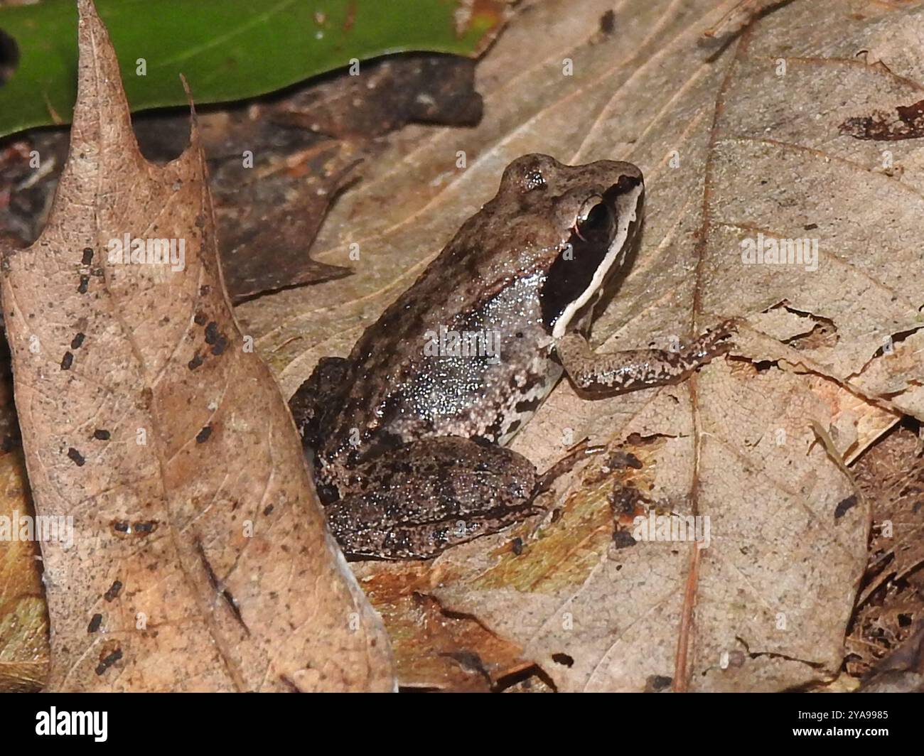 Wood Frog (Lithobates sylvaticus) Amphibia Stock Photo - Alamy
