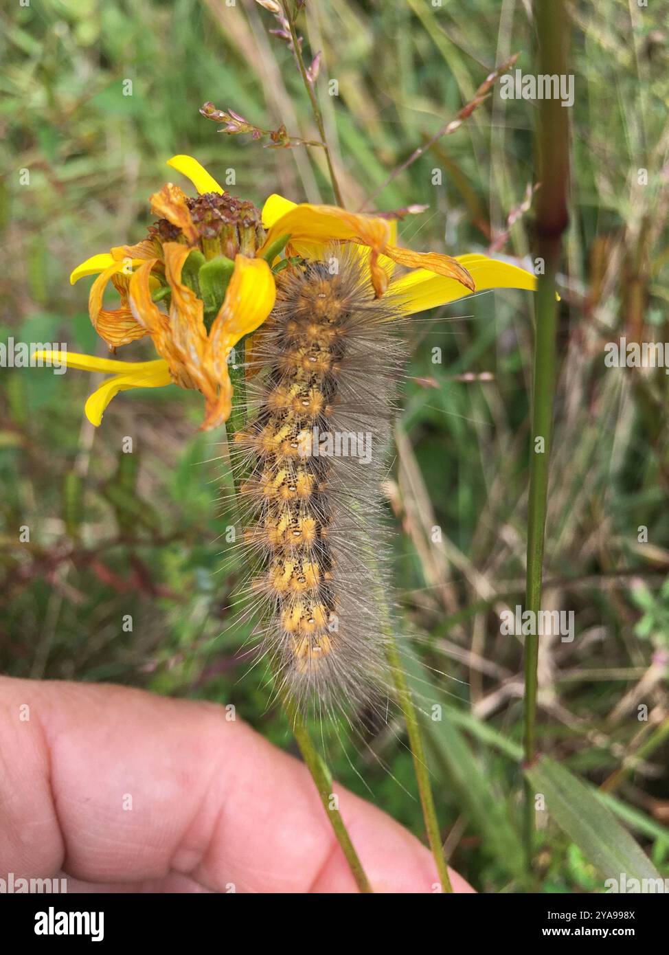 Salt Marsh Moth (Estigmene acrea) Insecta Stock Photo - Alamy