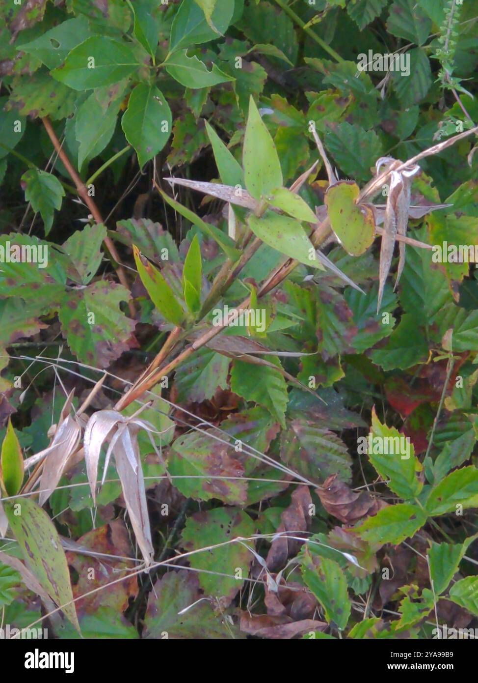 bristlegrasses, bluestems, paspalums, and allies (Panicoideae) Plantae ...