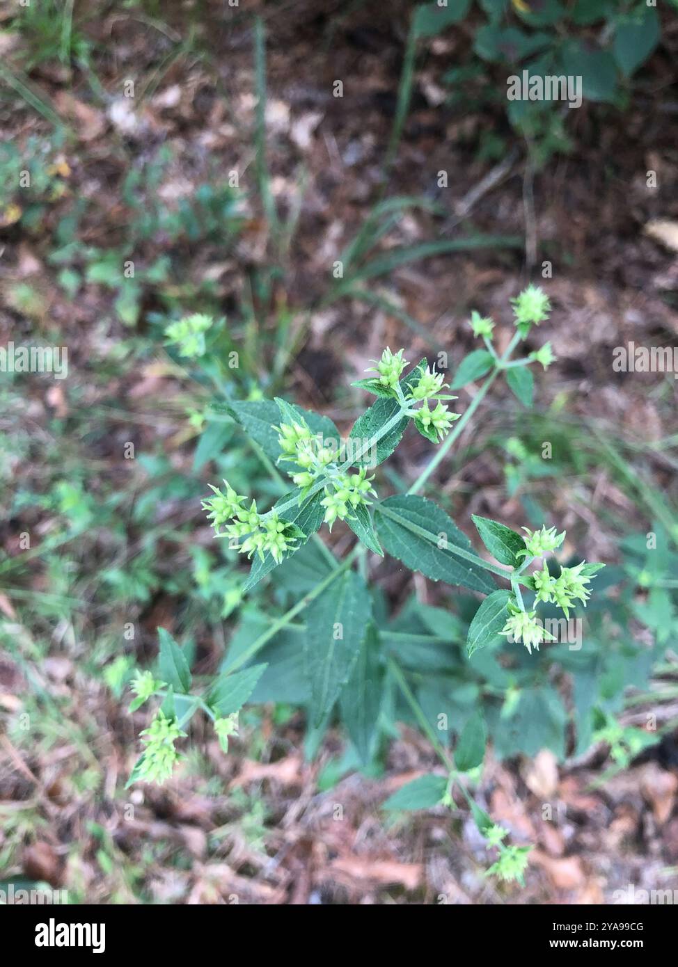 smaller white snakeroot (Ageratina aromatica) Plantae Stock Photo - Alamy