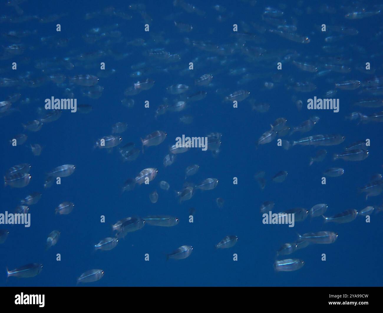 Red Sea hardyhead silverside (Atherinomorus forskalii) Actinopterygii ...