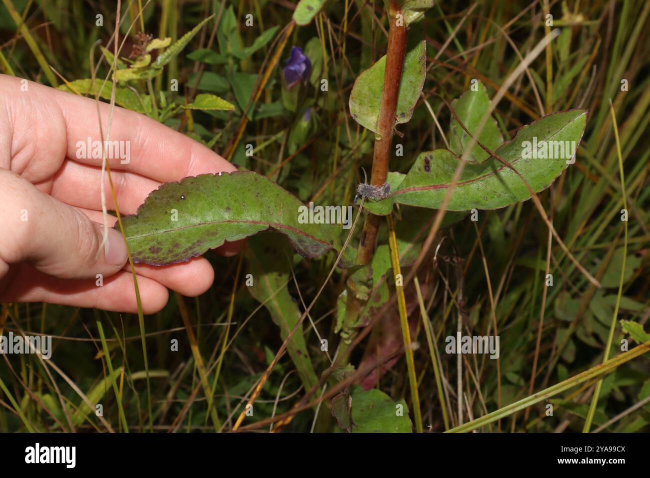 purple rattlesnake root (Nabalus racemosus) Plantae Stock Photo - Alamy
