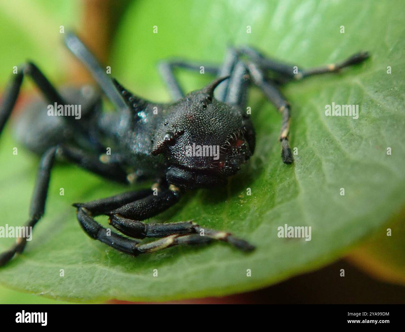 Turtle Ant-mimicking Crab Spider (Aphantochilus rogersi) Arachnida ...