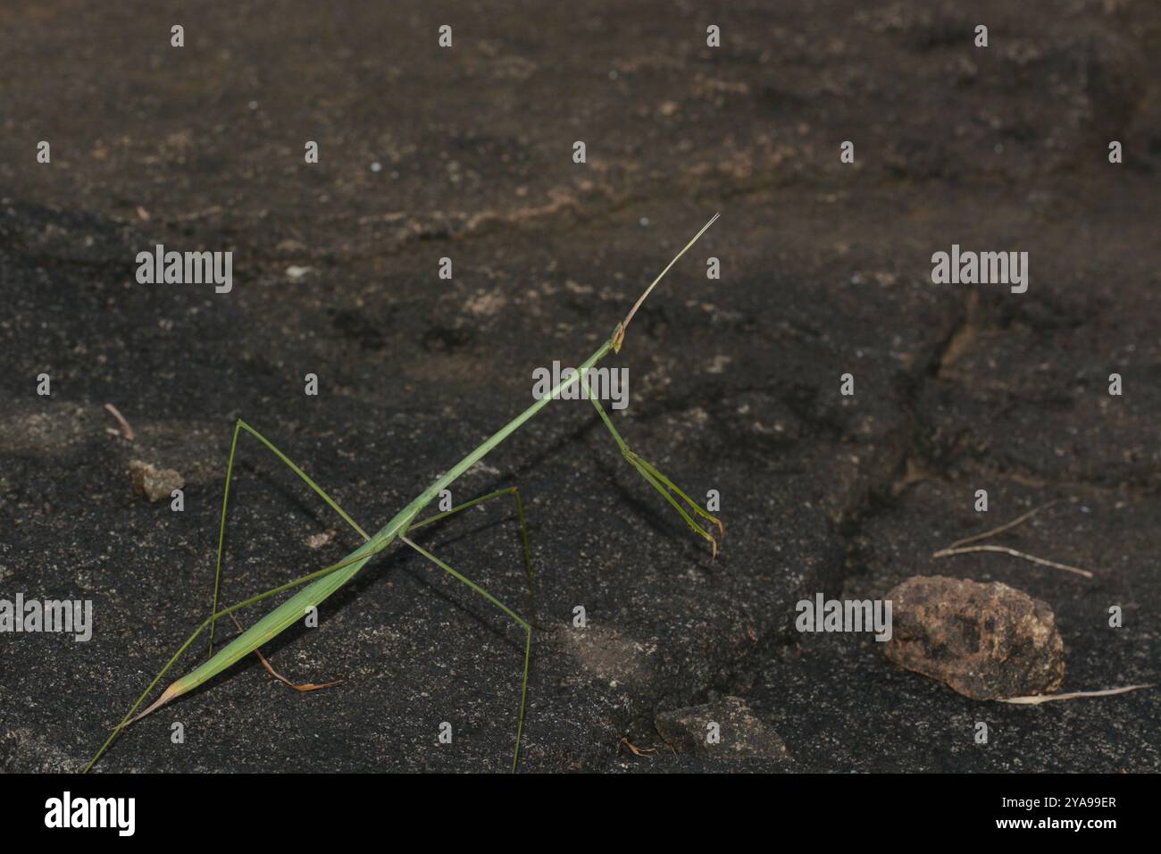Indian grass mantis hi-res stock photography and images - Alamy