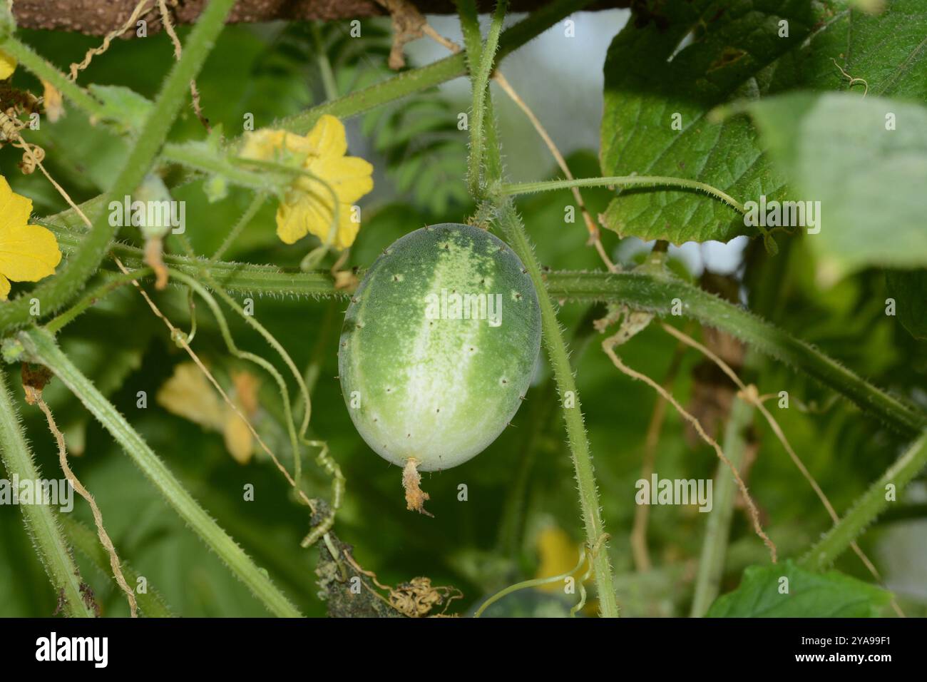gourd family (Cucurbitaceae) Plantae Stock Photo - Alamy