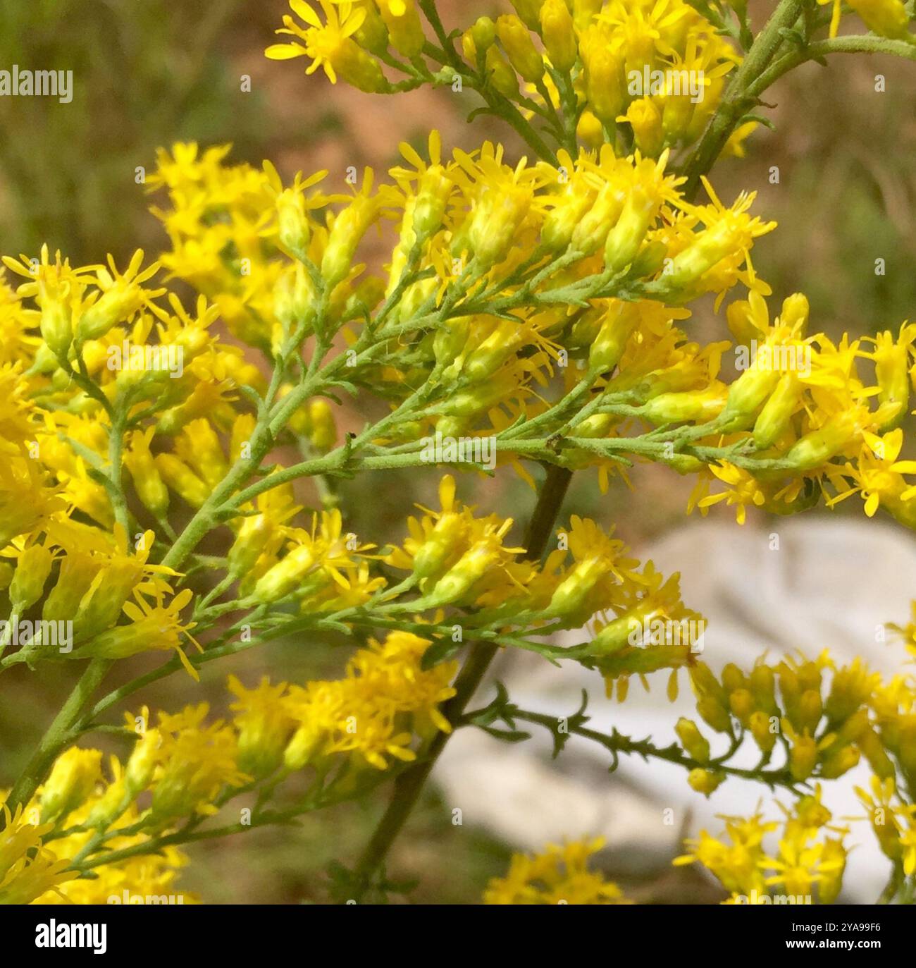 field goldenrod (Solidago nemoralis) Plantae Stock Photo - Alamy